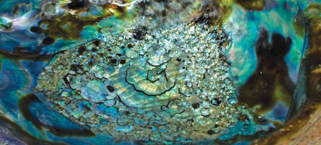 Abalone Shell for Swimming Pool | Mica Pool Accents